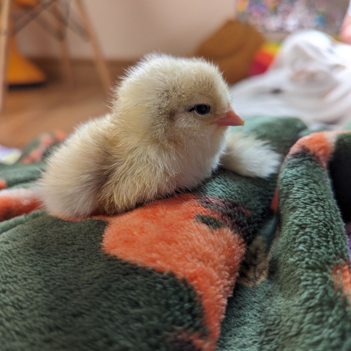 Lake Haven School - We have chicks!