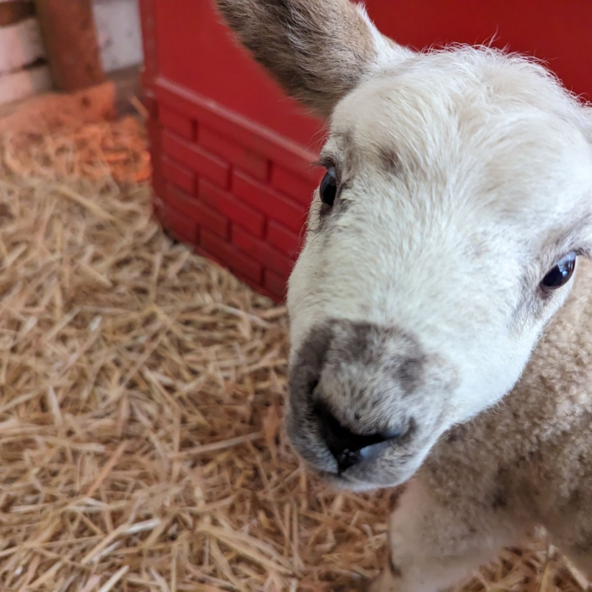 Lake Haven School - Lambs!